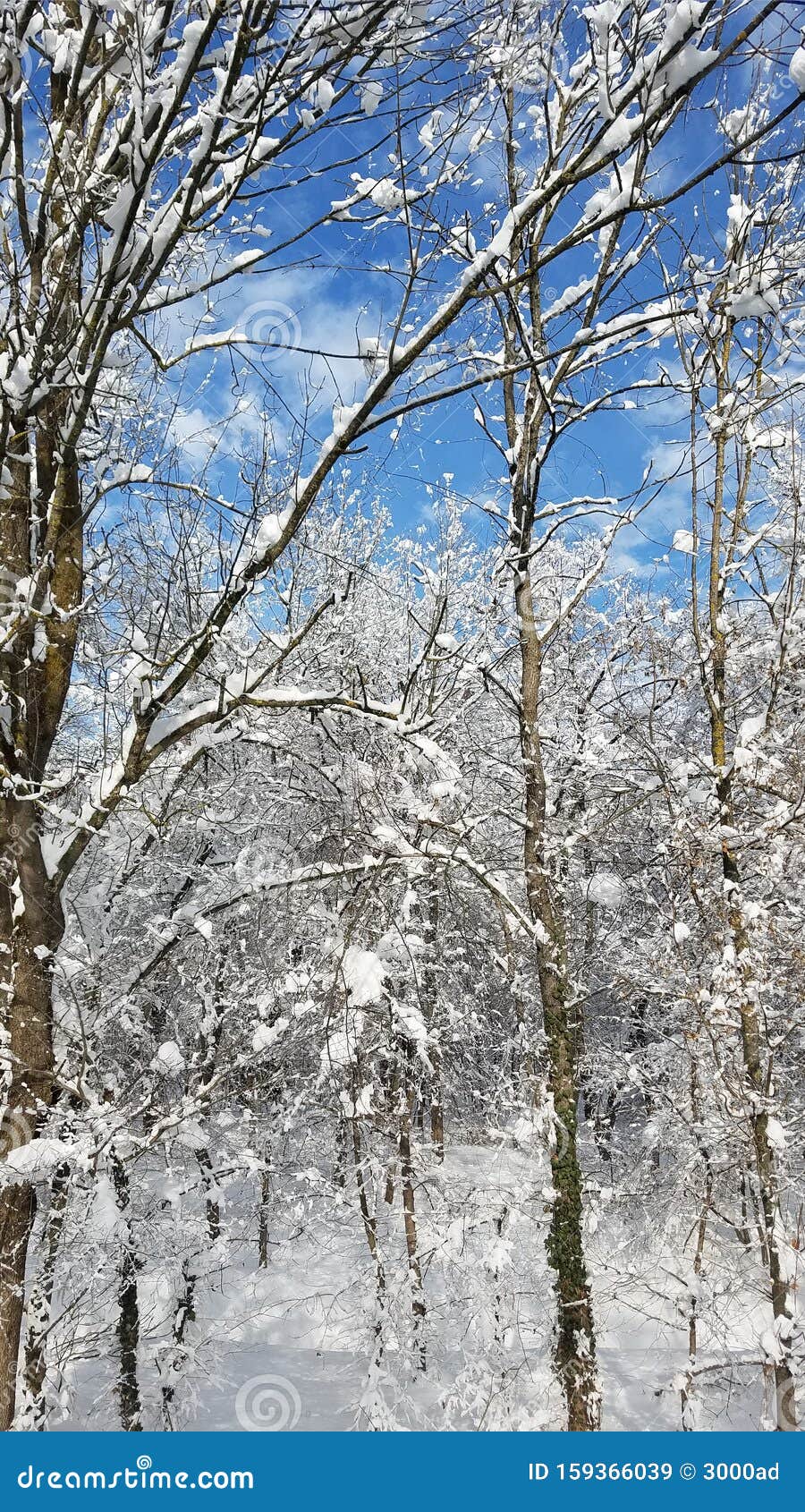 Trees Covered in Ice and Snow Stock Image - Image of december, branches ...
