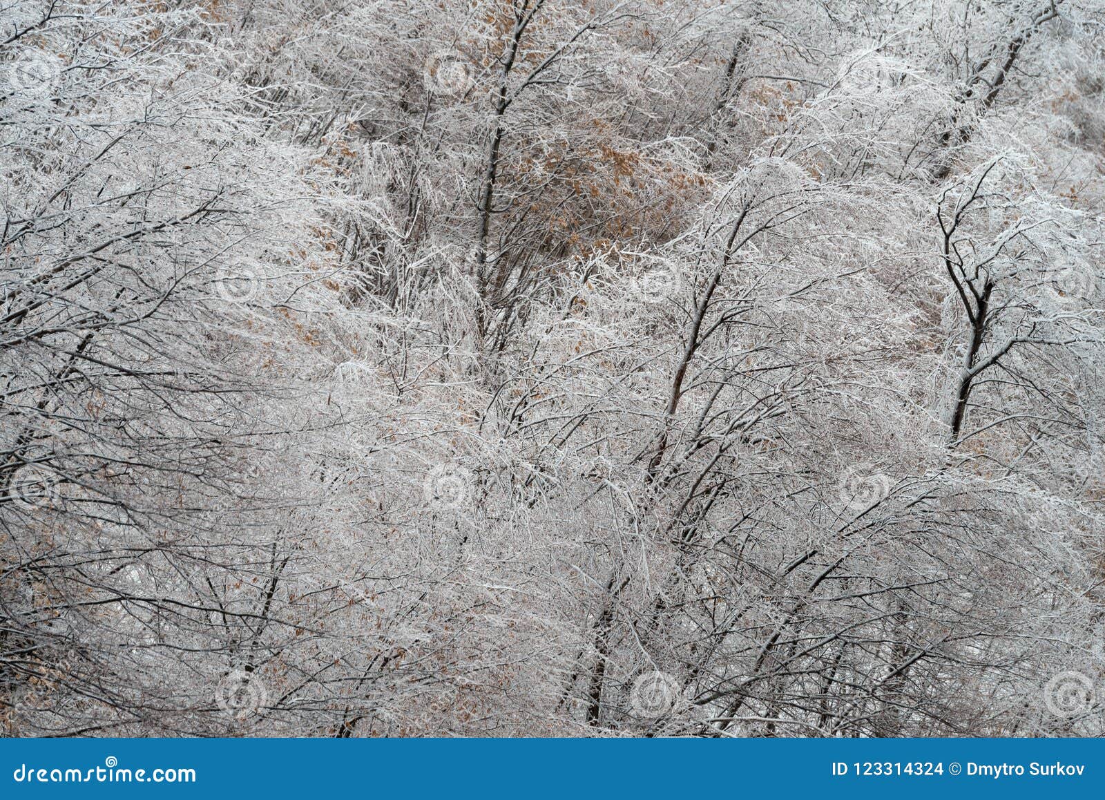 Trees covered in ice stock photo. Image of outdoors - 123314324