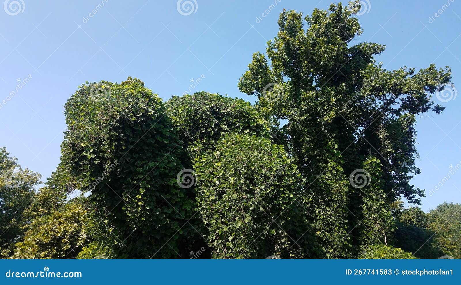 Trees Covered with Invasive Green Vine Weeds Stock Image - Image of ...