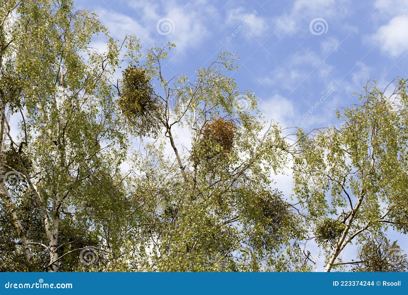 Trees Covered with Mistletoe Stock Photo - Image of nature, mistletoe ...