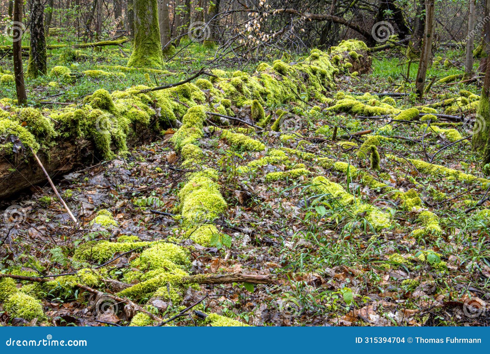 Trees Covered with Moss that Lie on the Forest Floor and Form a Biotope ...