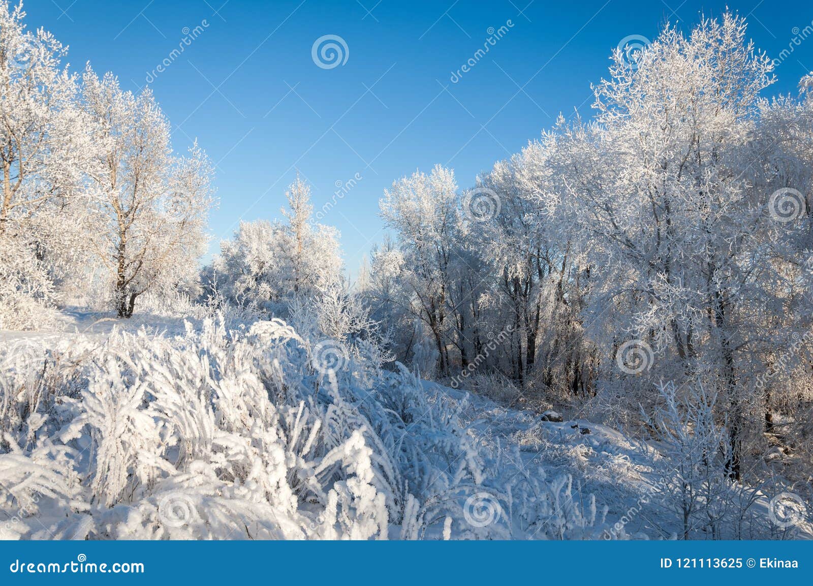 Trees covered with rime stock image. Image of season - 121113625
