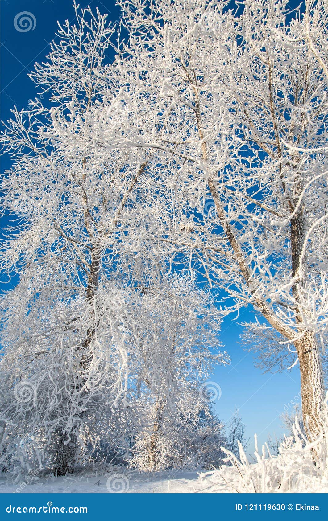 Trees covered with rime stock photo. Image of scenic - 121119630