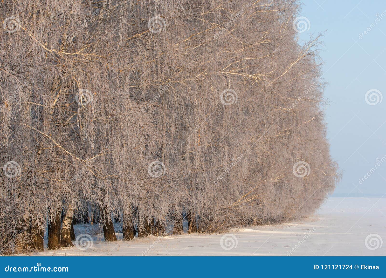 Trees covered with rime stock photo. Image of scenic - 121121724