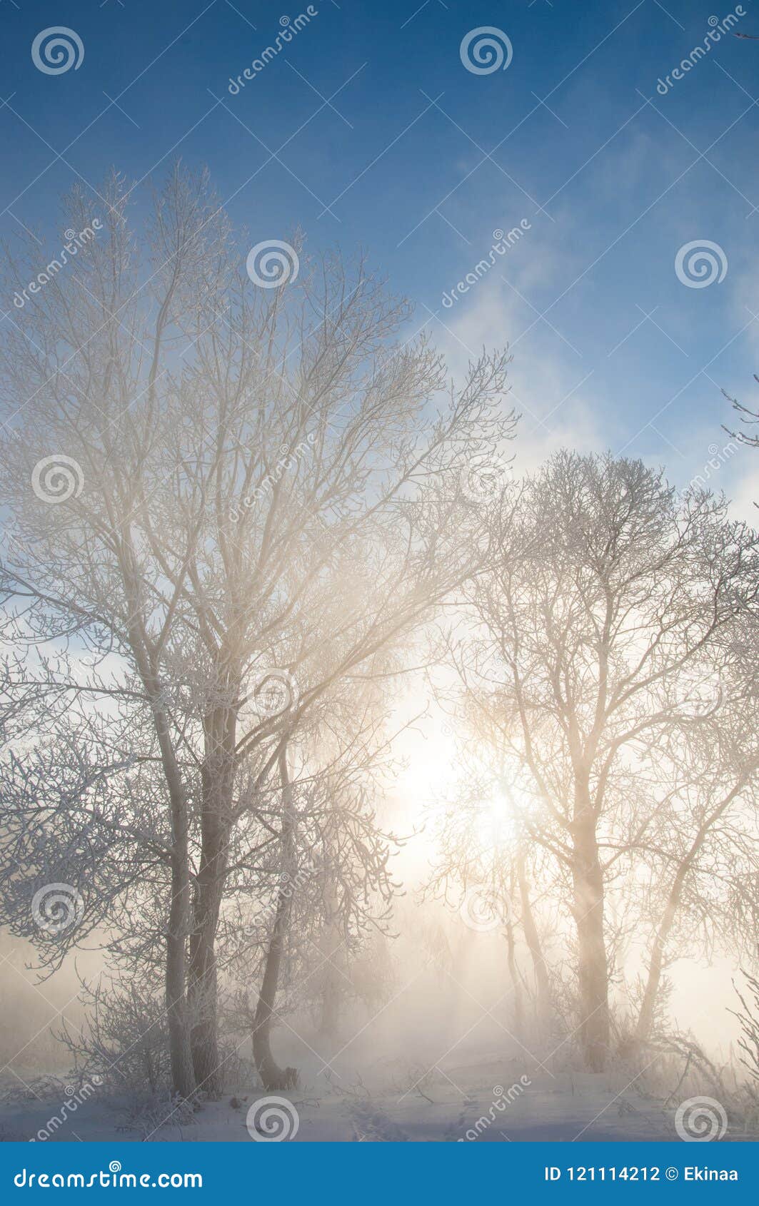 Trees covered with rime stock photo. Image of countryside - 121114212