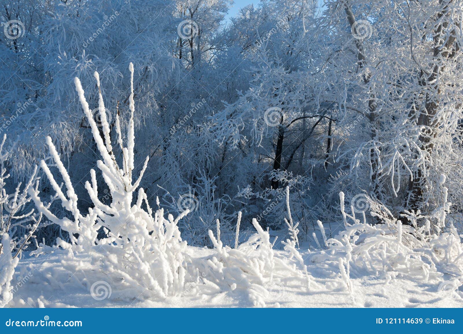 Trees covered with rime stock image. Image of january - 121114639