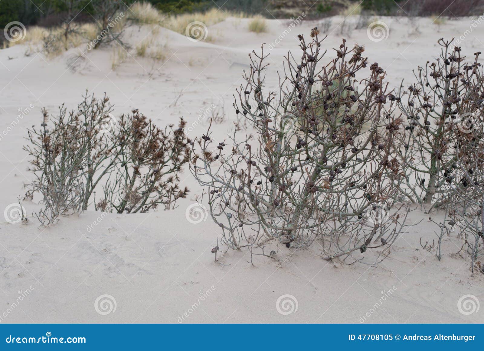 Trees covered by sand stock image. Image of marching - 47708105