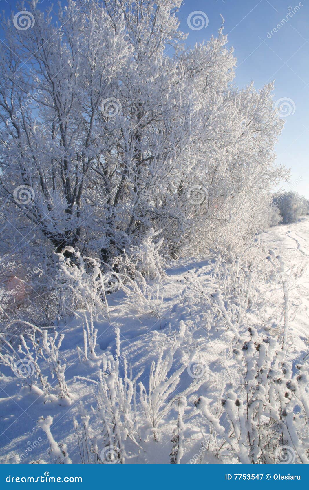 Trees covered with snow stock image. Image of spruce, season - 7753547