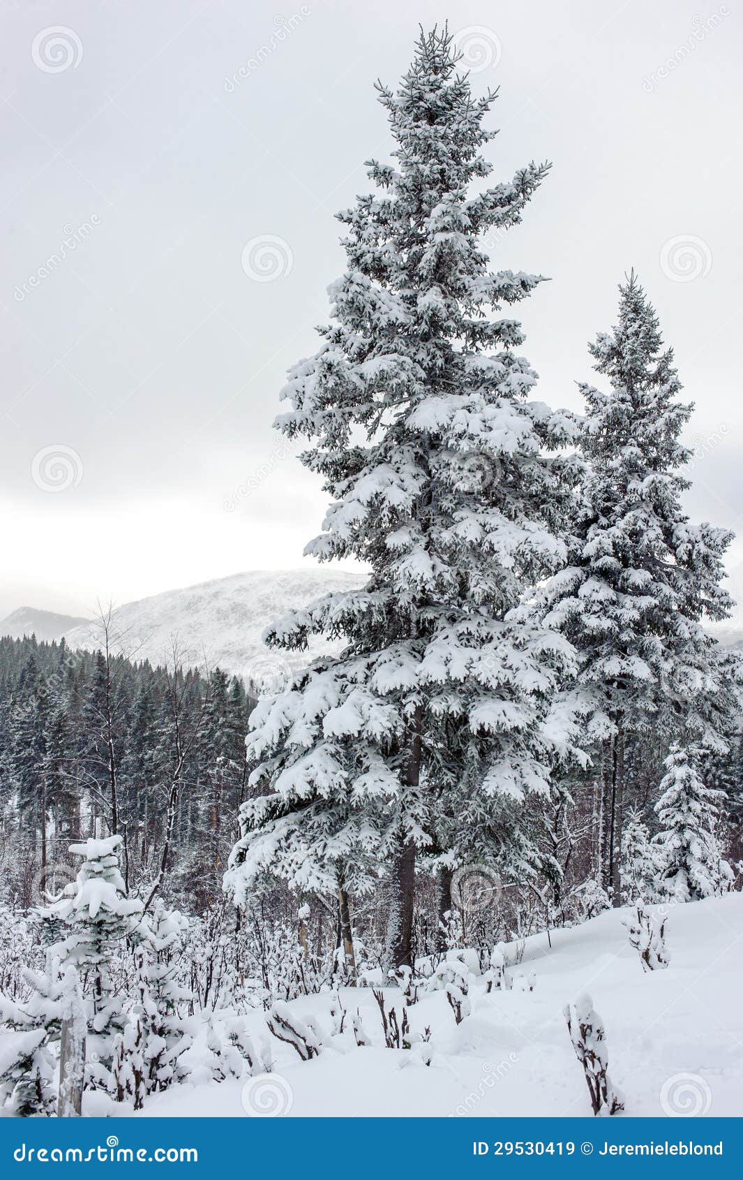 Trees Covered by Snow in Gaspesie Stock Image - Image of hiver, trees ...