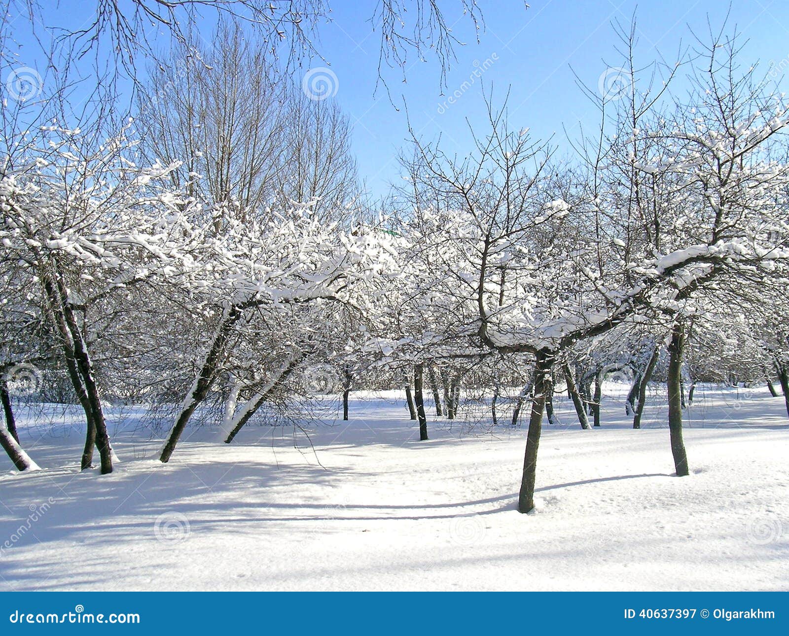 Trees Covered with Snow and Ice Stock Image - Image of tree, covering ...