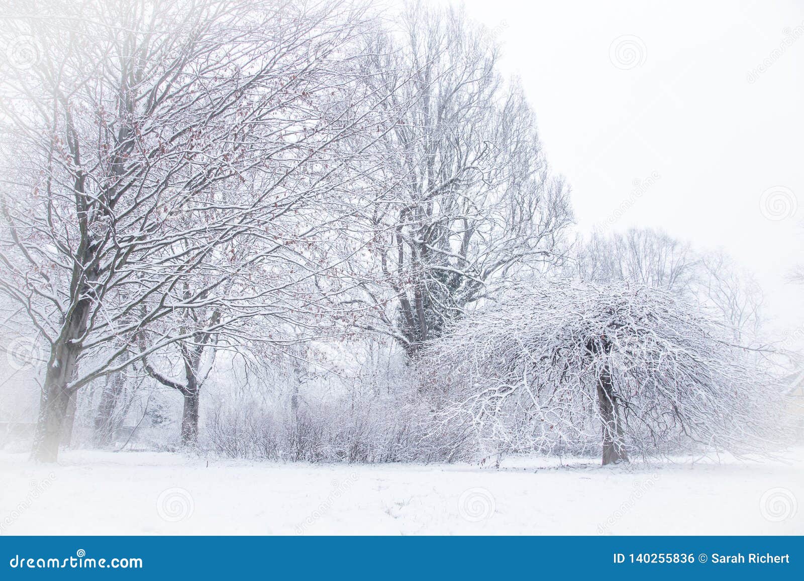Trees covered in snow stock photo. Image of nature, hazy - 140255836