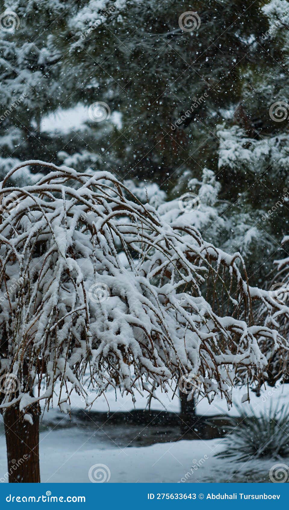 Trees covered with snow stock image. Image of cold, climate - 275633643