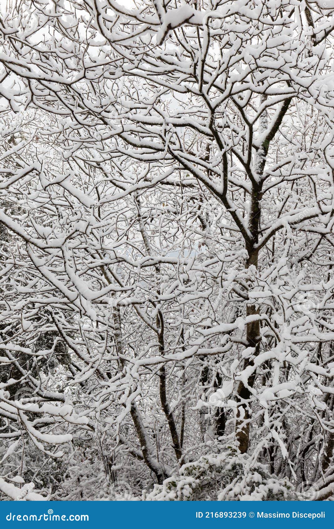 Trees Covered by Snow in Winter, Making Beautiful and Abstract Textures ...