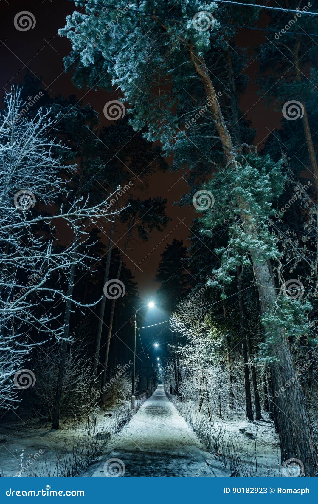 Trees Covered with Snow in the Winter Night Stock Image - Image of ...