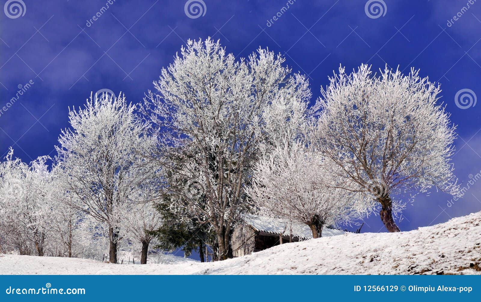 Trees Covered by Snow in Wintry Landscape Stock Image - Image of ...