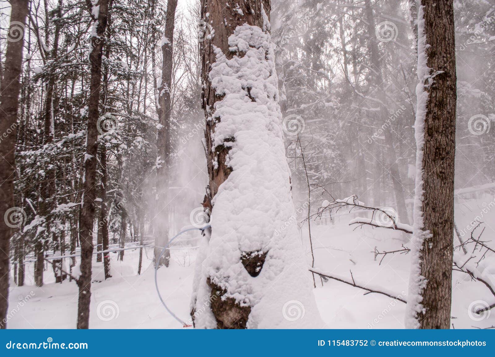 Trees Covered With Snows At Daytime Picture. Image: 115483752
