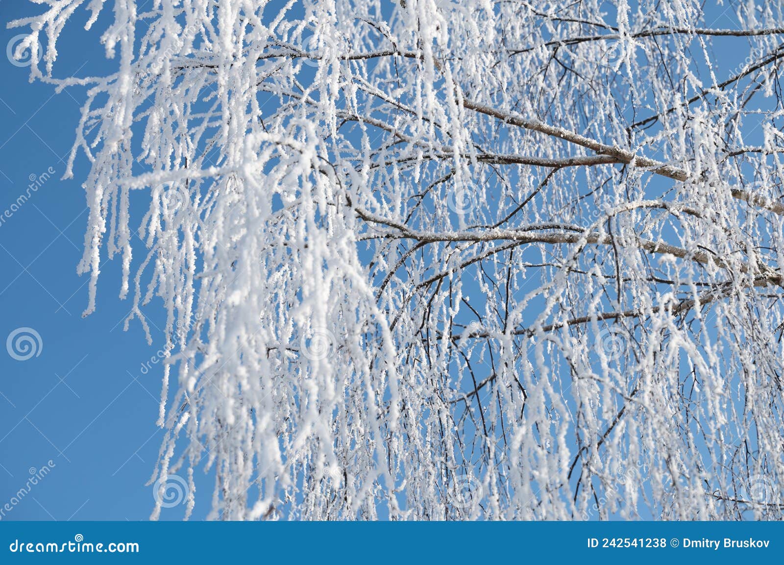Trees after freezing rain stock photo. Image of frozen - 242541238