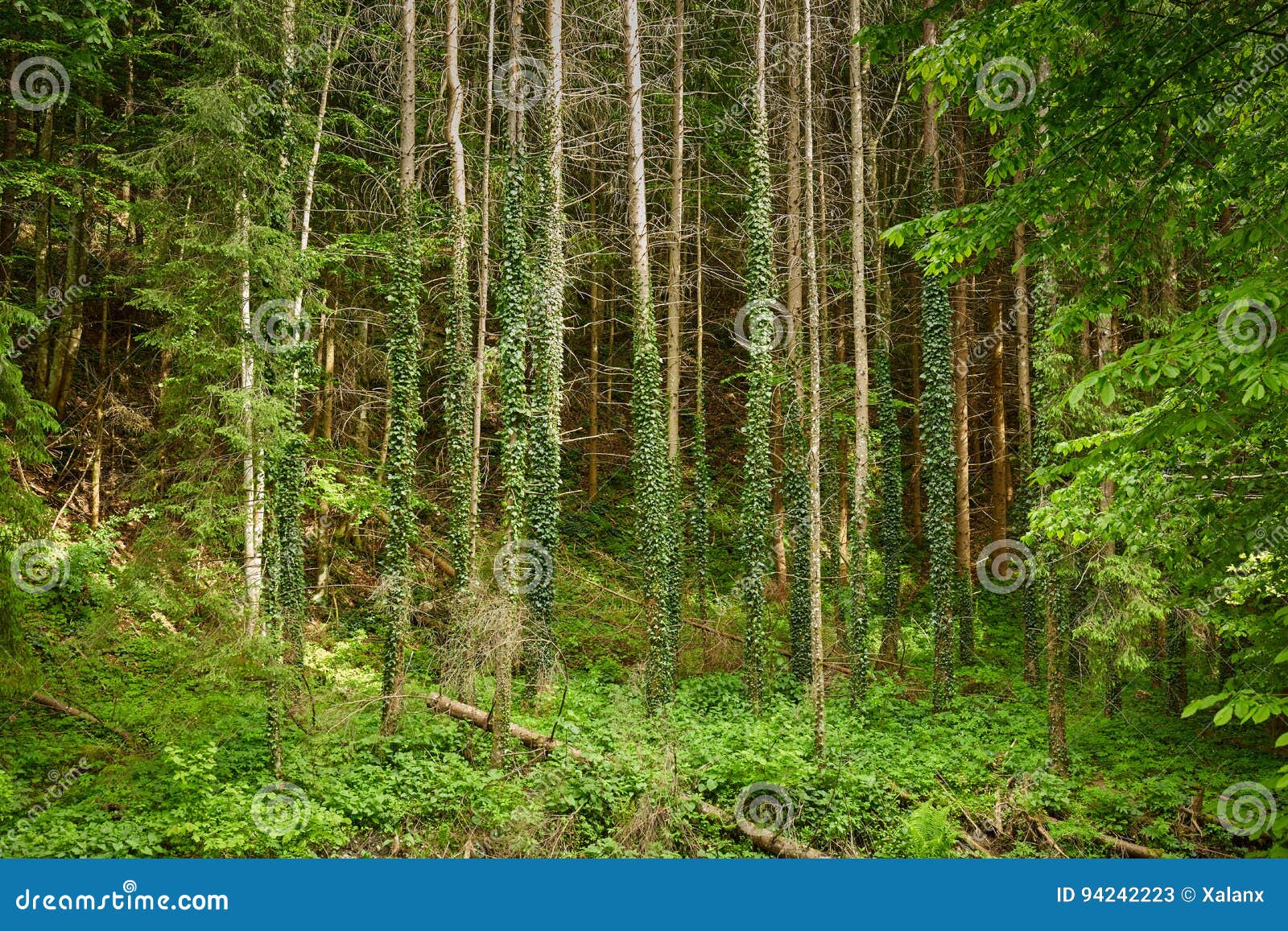 Trees covered in vines stock image. Image of growth, stem - 94242223