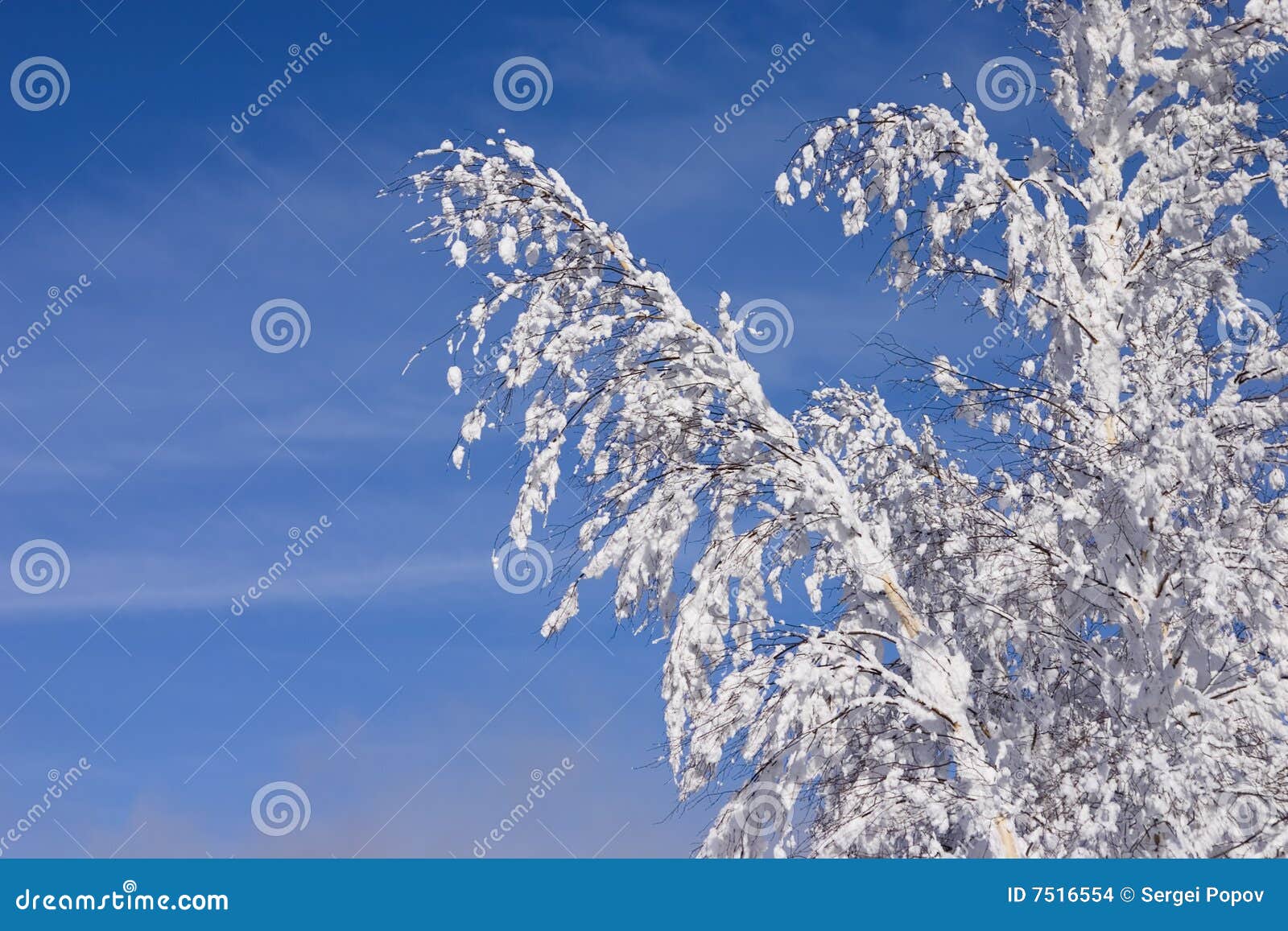 Trees Covered with White Snow Stock Photo - Image of cold, crisp: 7516554