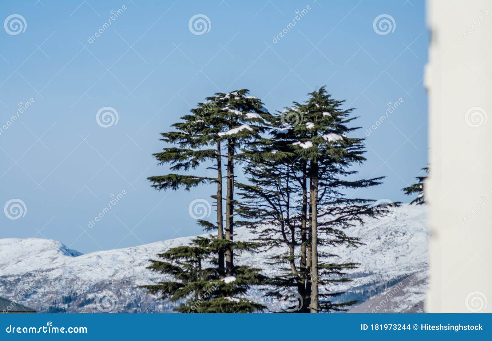 Trees Covered with White Snow in the Himalayan Mountain Range of Jammu ...