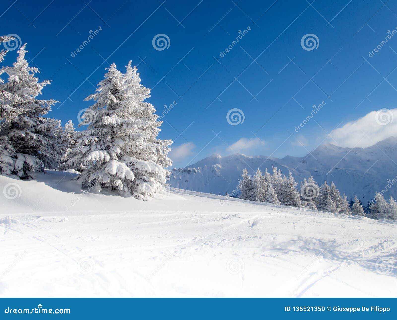 Trees Covered in White Snow Right after a Snowfall on the Swiss Alps ...