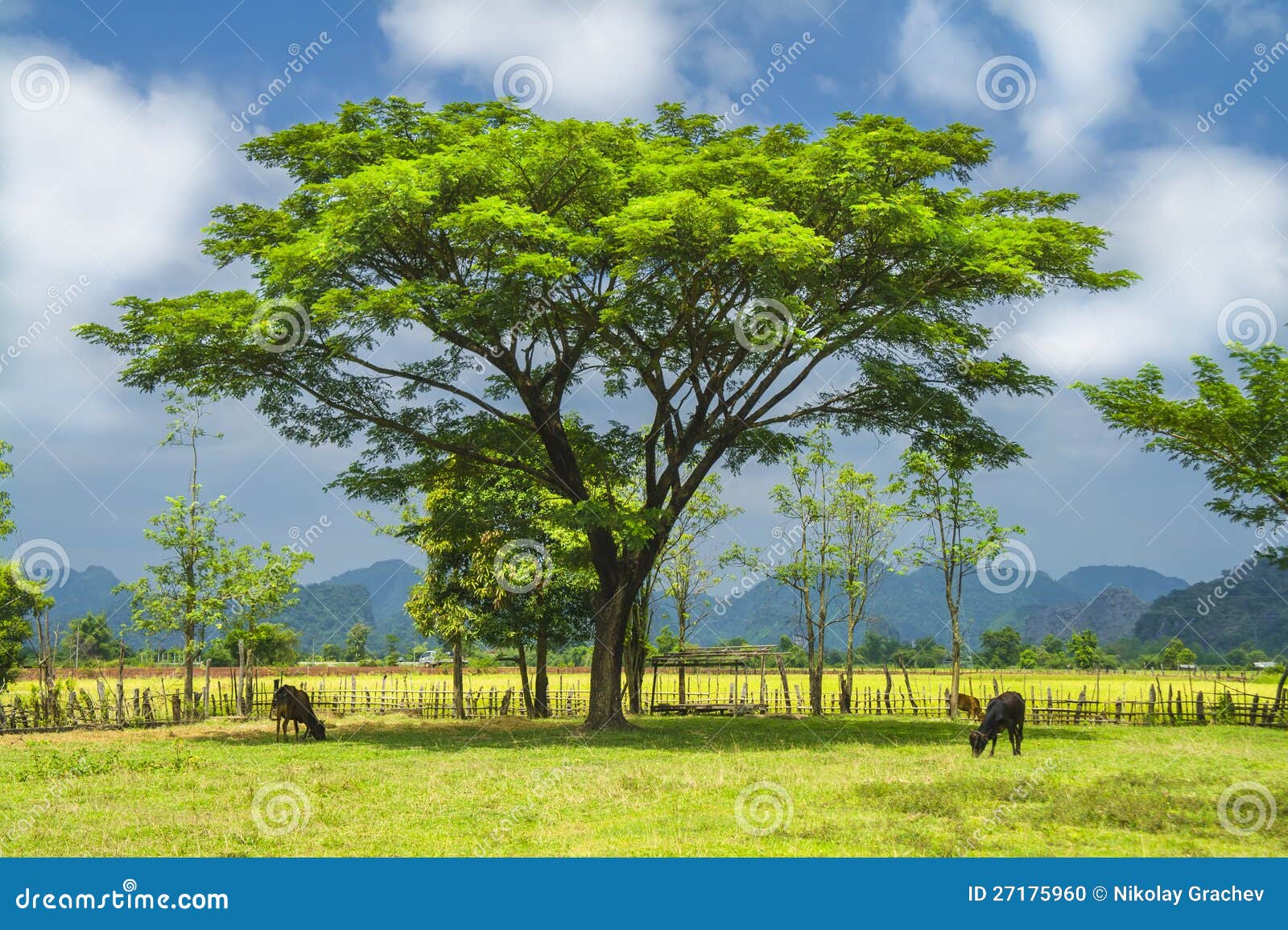 Trees and cows. Laos. stock photo. Image of blue, countryside - 27175960