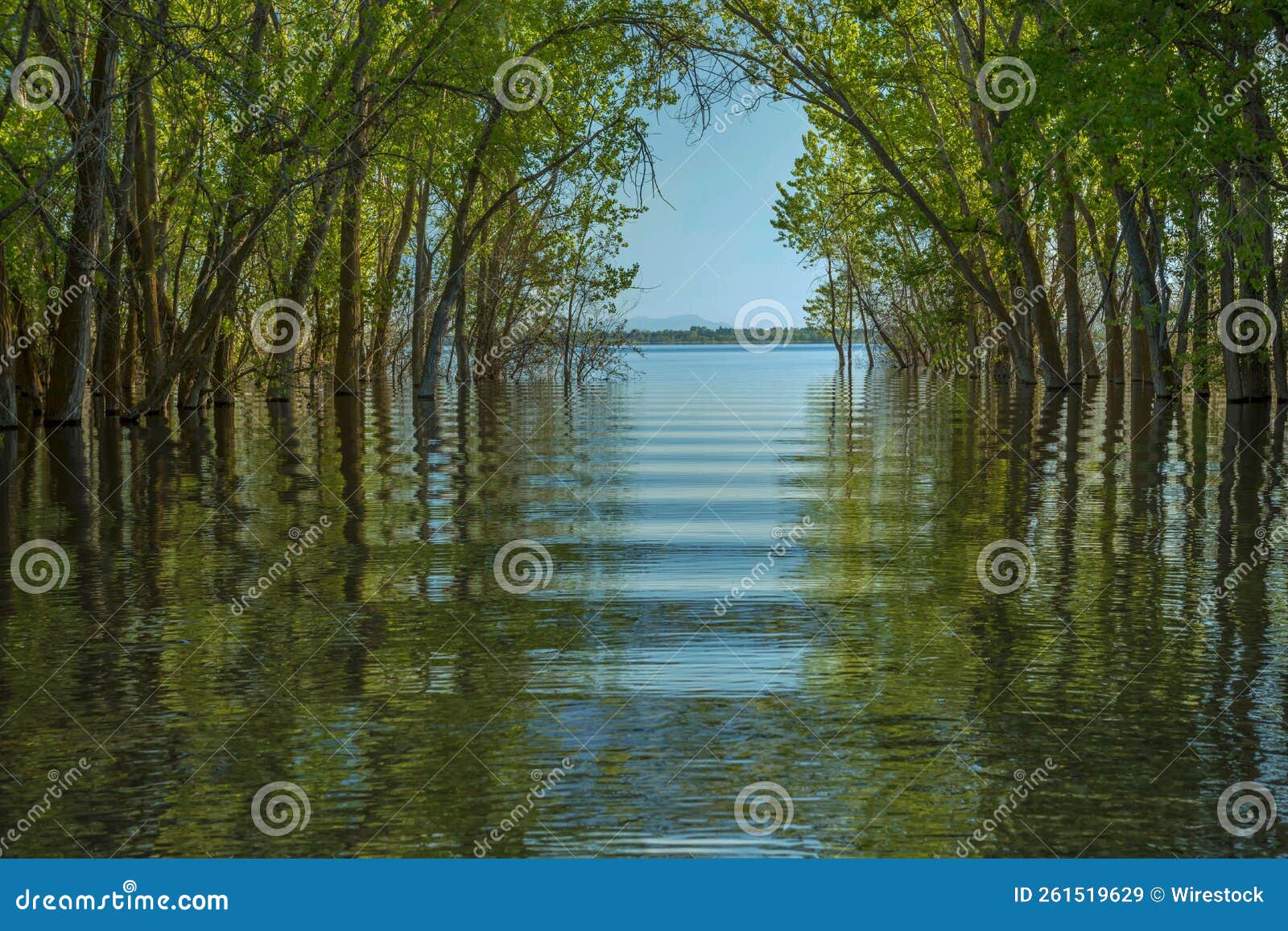 Trees Create an Arch Over the Water Under the Blue Sky Stock Image ...