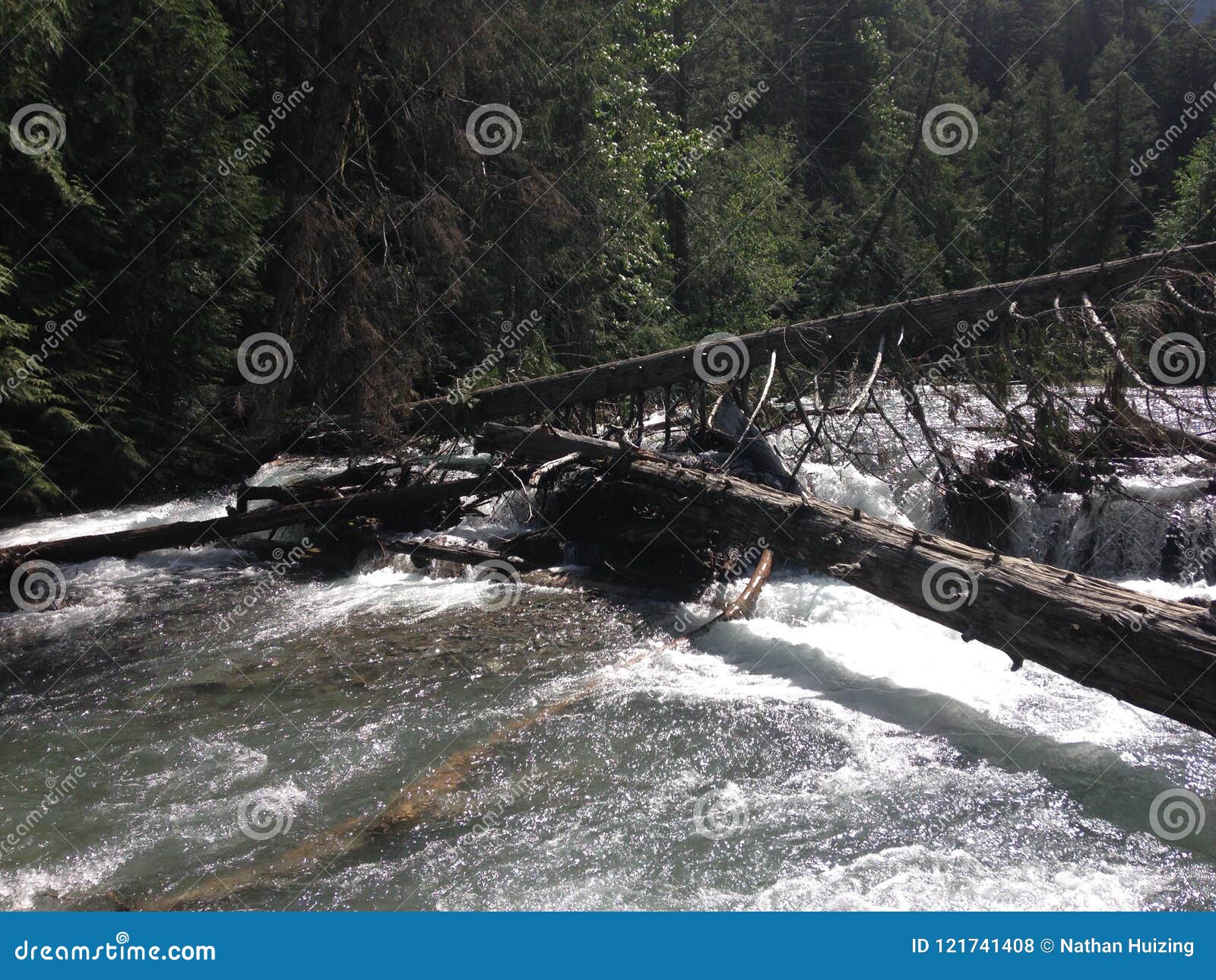 Damn of trees stock photo. Image of created, water, damn - 121741408