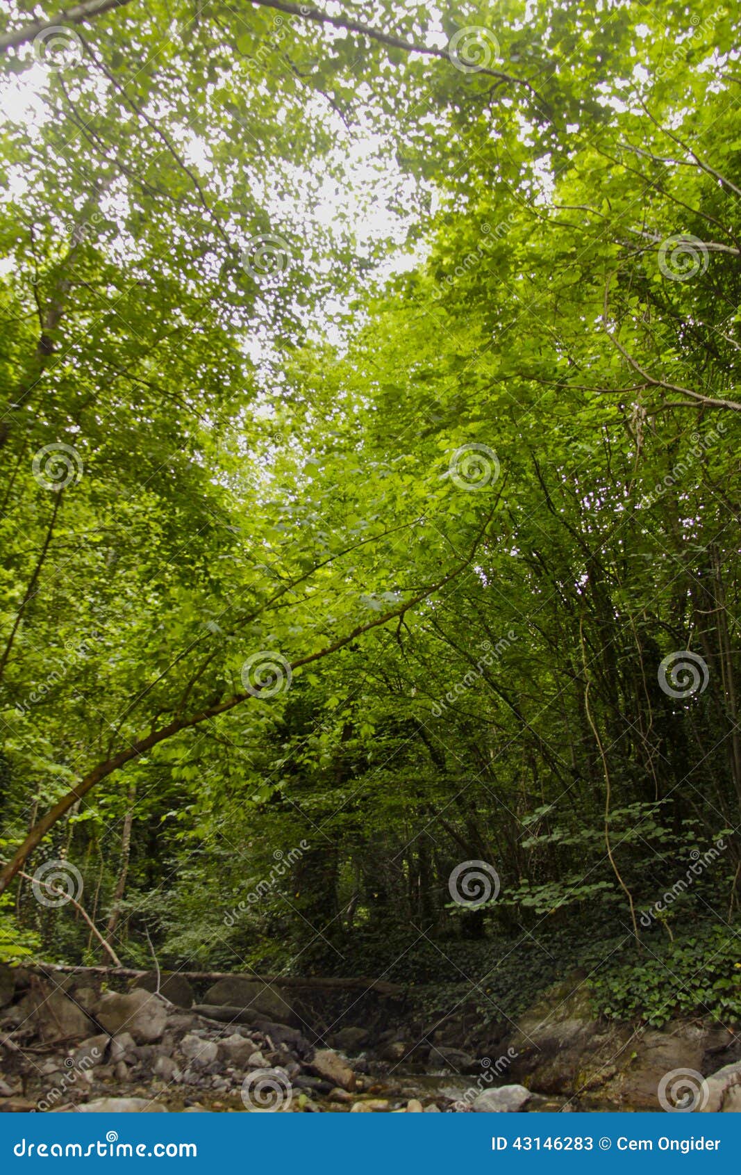 Trees and creek at forrest stock image. Image of cats - 43146283