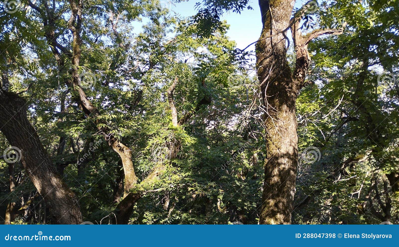 Trees, Crooked Trunks in the Sunlight in the Forest Against the Blue ...