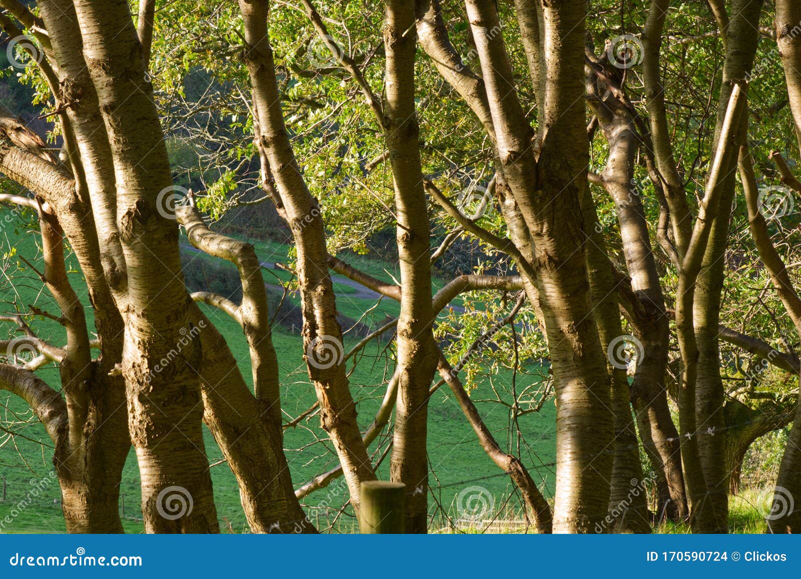 Trees With Cross Lighting Stock Photography | CartoonDealer.com #170590724