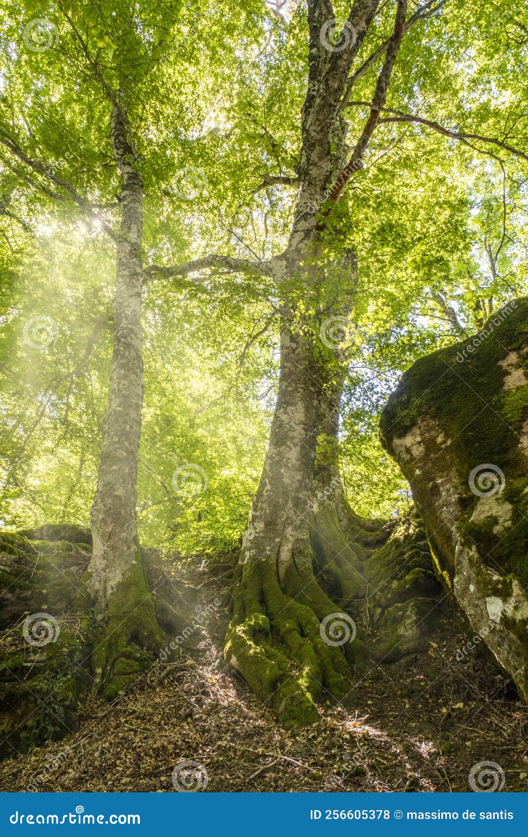 Trees Crossed by the Sun S Rays Stock Photo - Image of mountain, wood ...