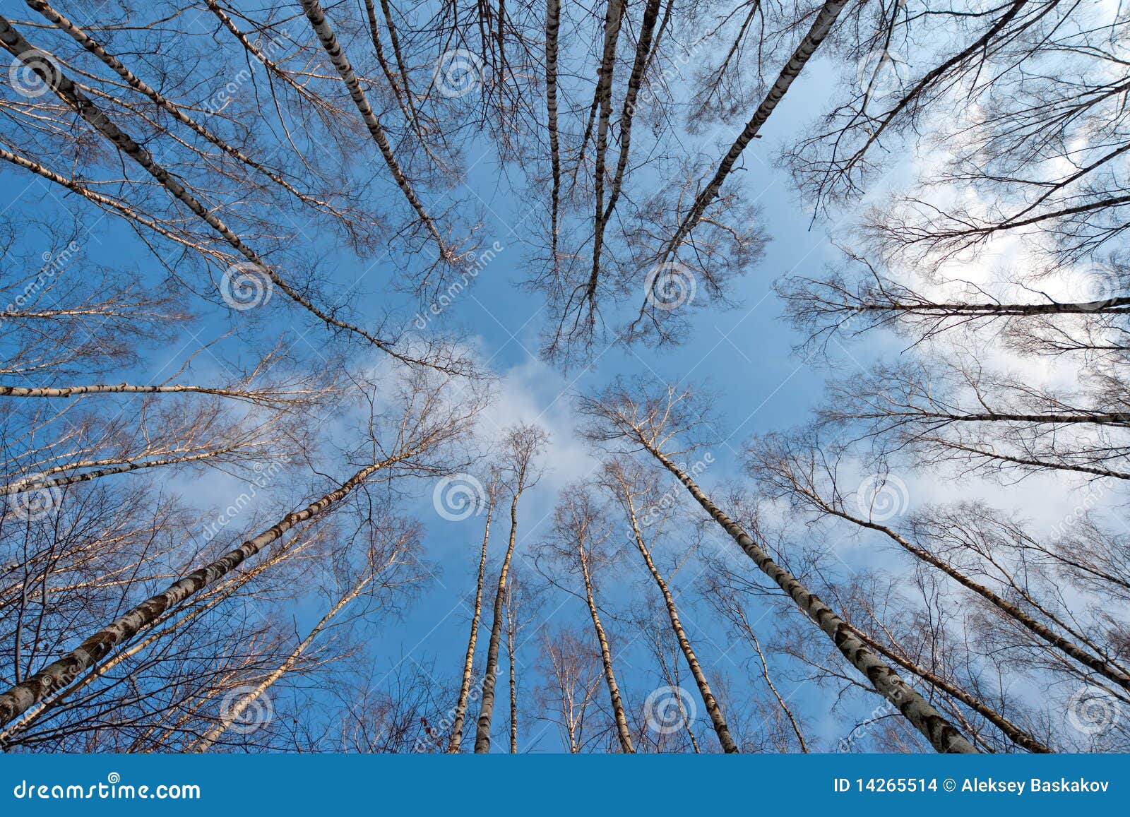 Trees crown stock photo. Image of frozen, cool, silence - 14265514