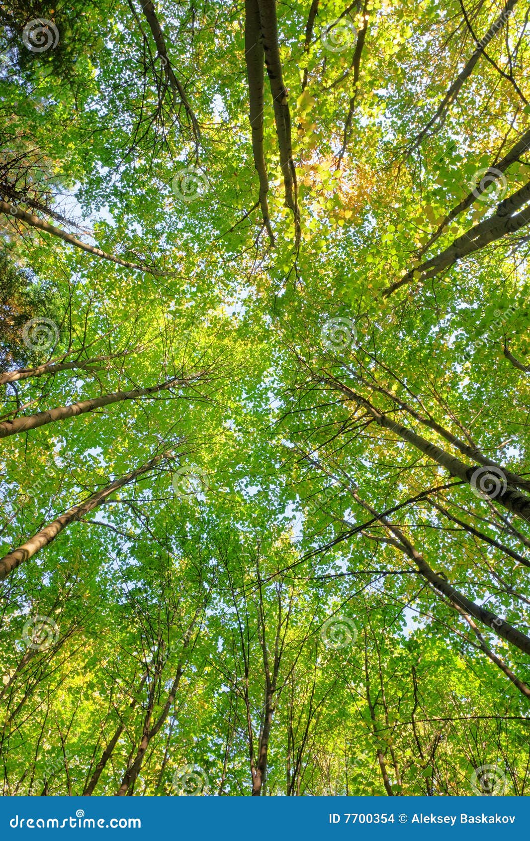 Trees crown stock photo. Image of beam, shine, glow, green - 7700354