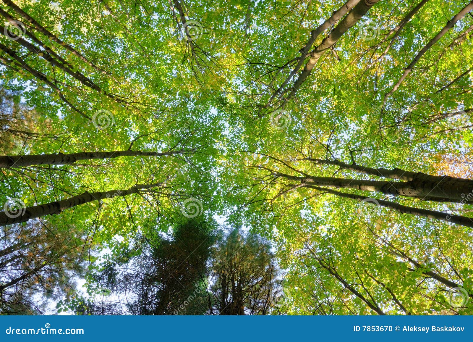 Trees crown stock photo. Image of sunlight, light, rural - 7853670