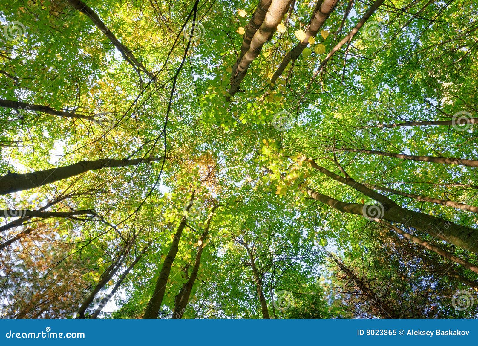 Trees crown stock image. Image of morning, enchanted, season - 8023865
