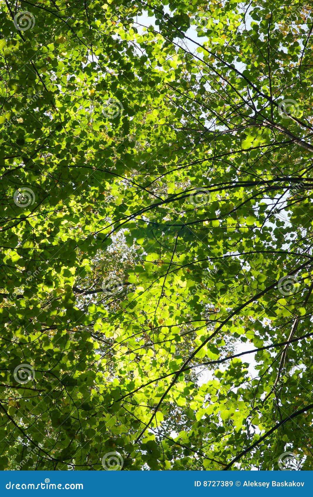 Trees crown stock image. Image of conservation, scenic - 8727389