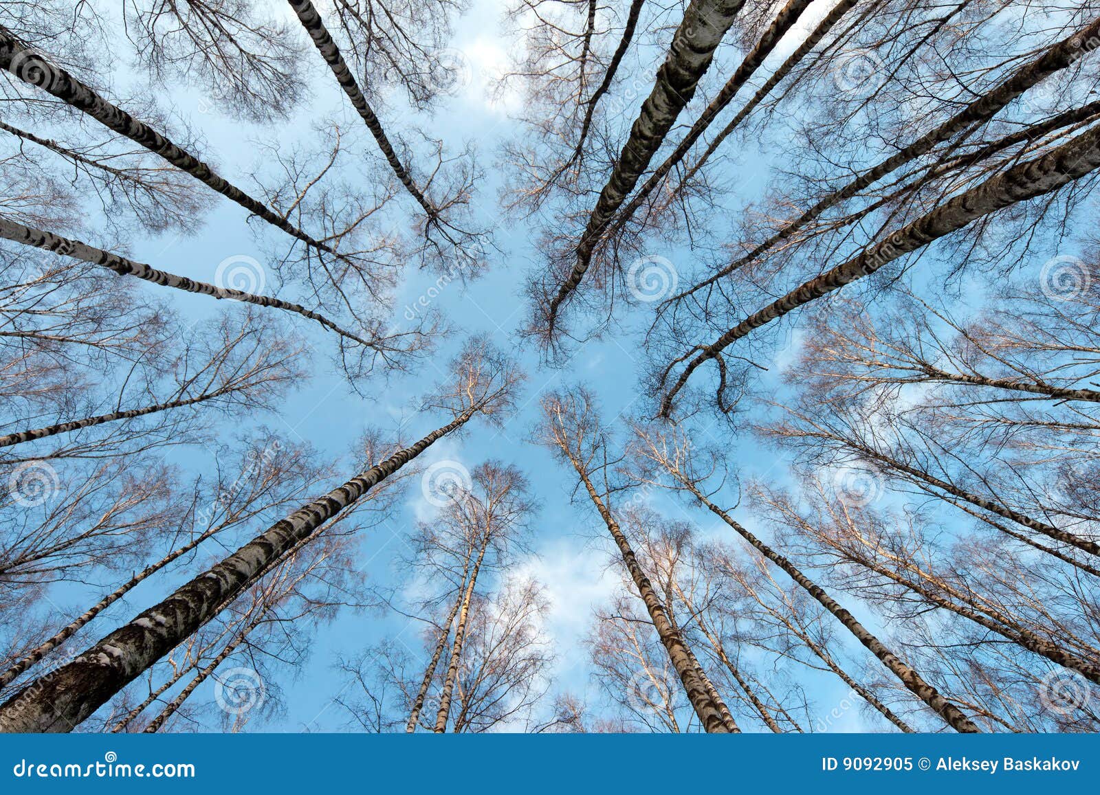 Trees crown stock image. Image of round, cloud, birch - 9092905