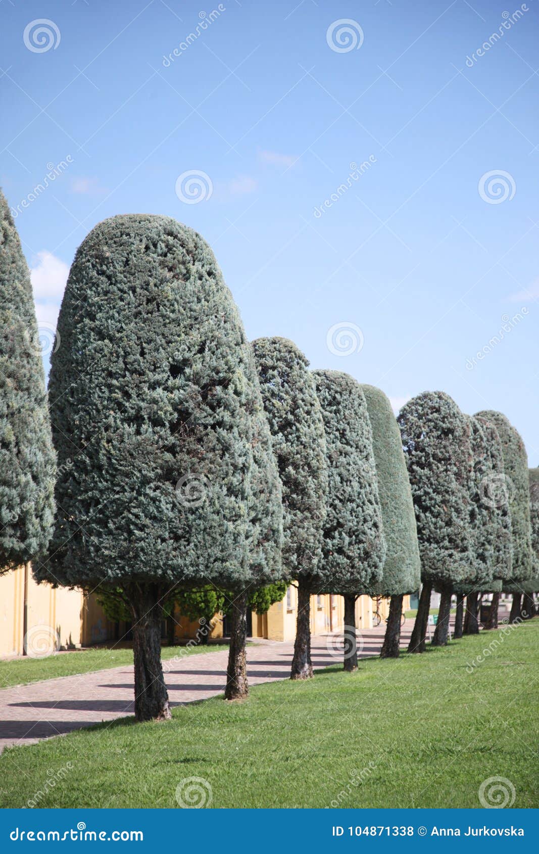Trees with Crown Shape in the Form of a Rounded Cone Stock Photo ...