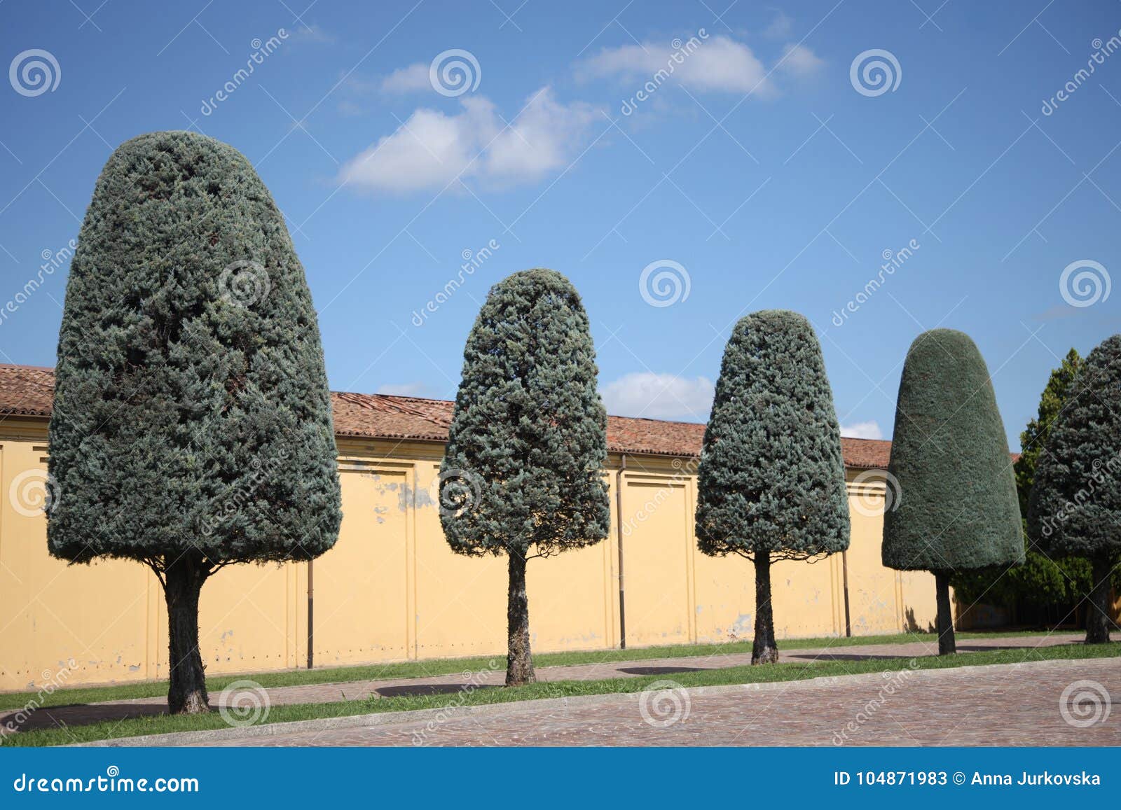 Trees with Crown Shape in the Form of a Rounded Cone Stock Image ...