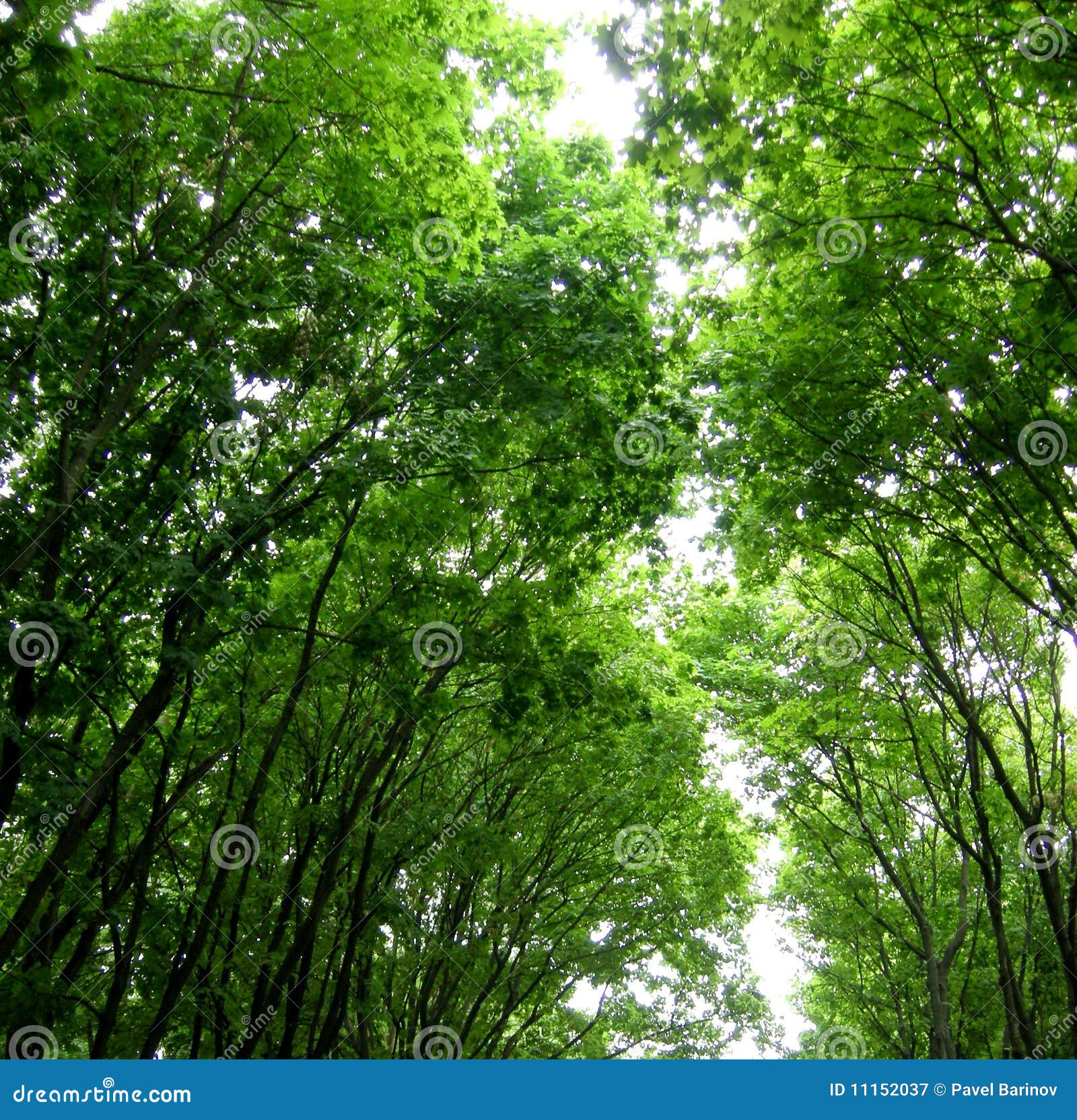 Trees crowns stock image. Image of nature, green, tree - 11152037