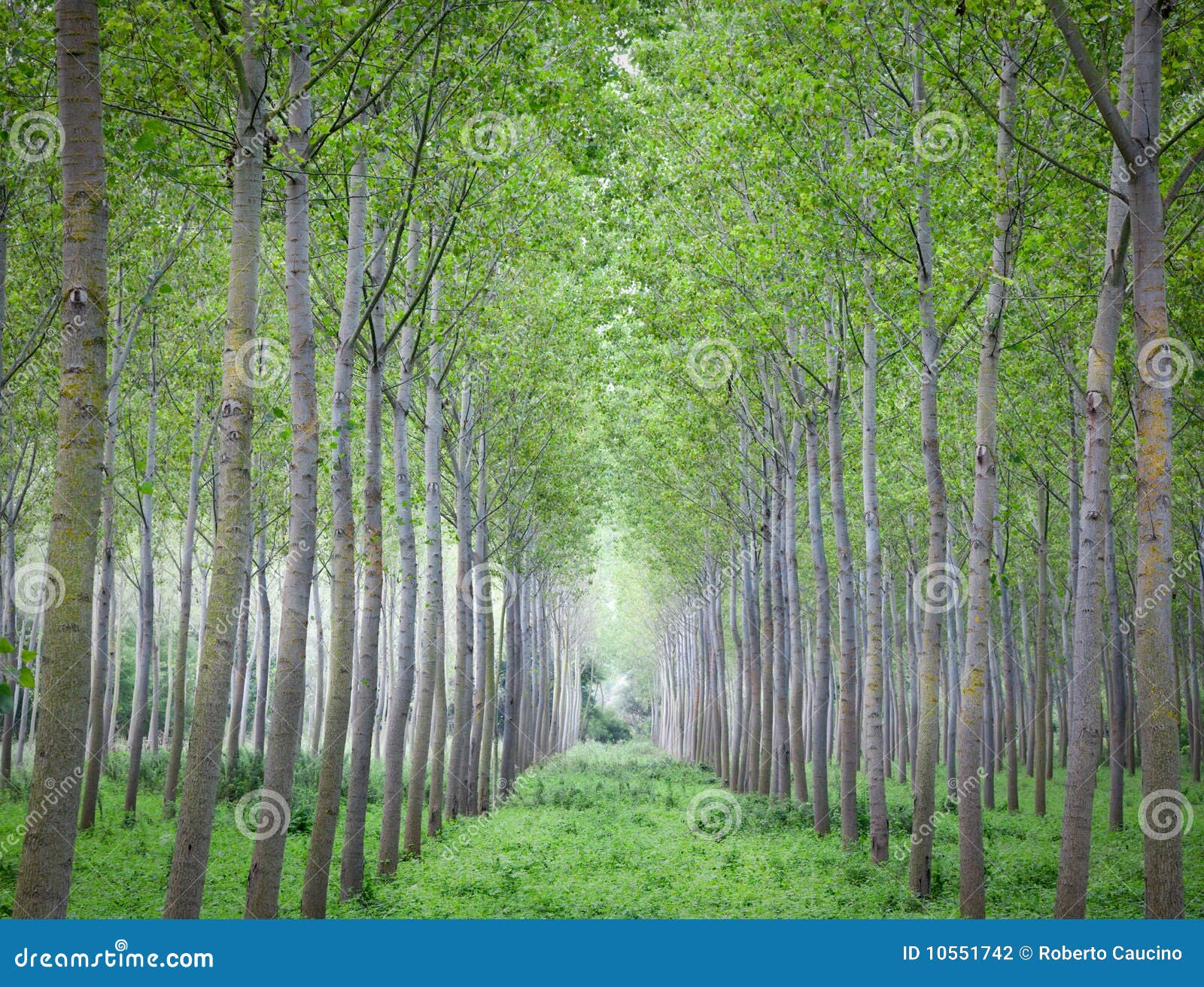 Trees cultivation stock photo. Image of tall, leaf, green - 10551742