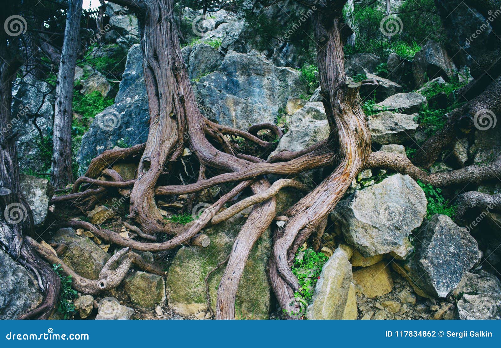 Trees with curly roots stock photo. Image of plant, summer - 117834862