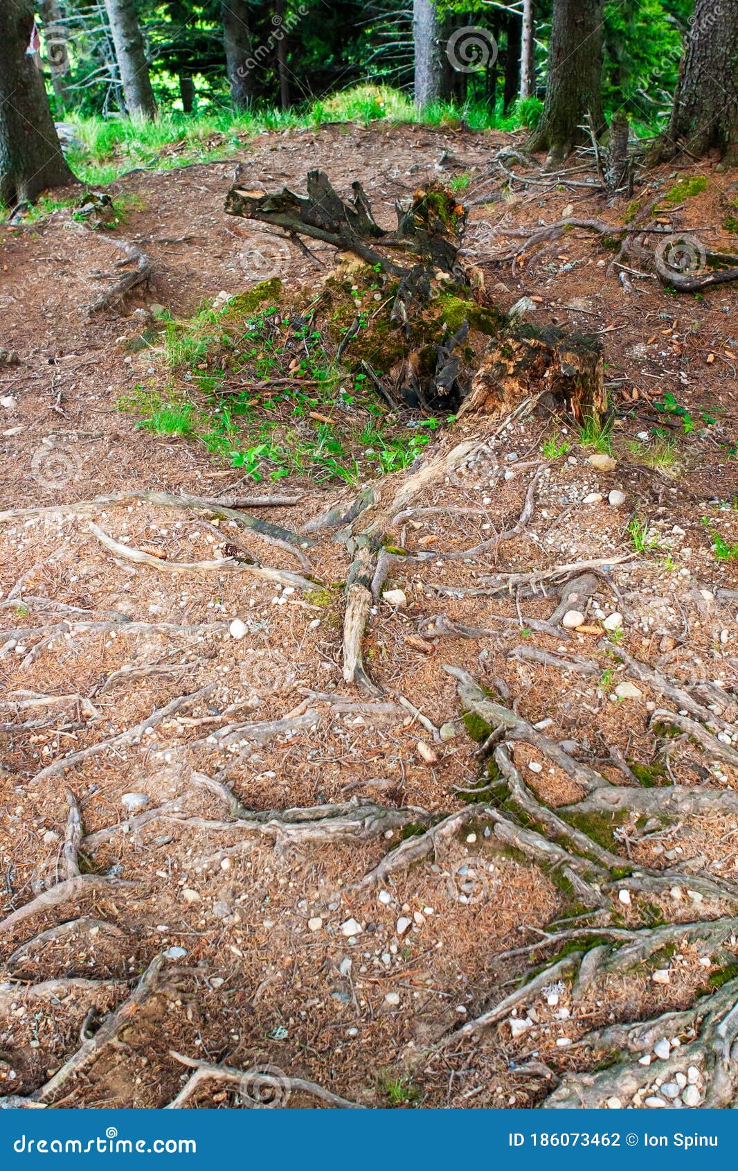 Trees With Curved Roots In The Fir Forest. A Hiking Path Through The ...