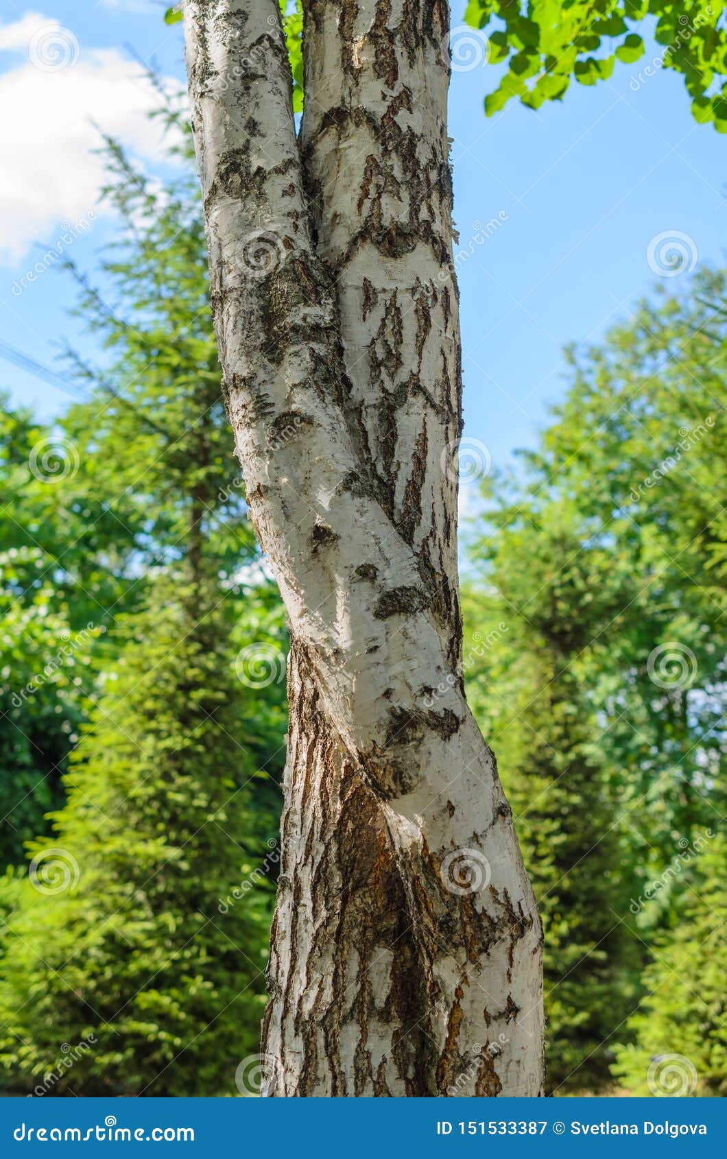 Trees with Curved Trunks and Branches Stock Image - Image of growth ...