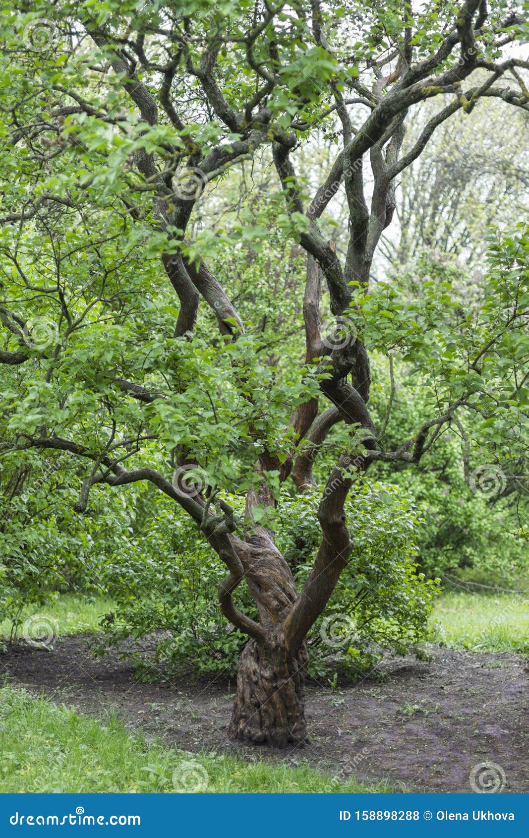 Trees with Curved Trunks, Spring, Forest Stock Photo - Image of outdoor ...