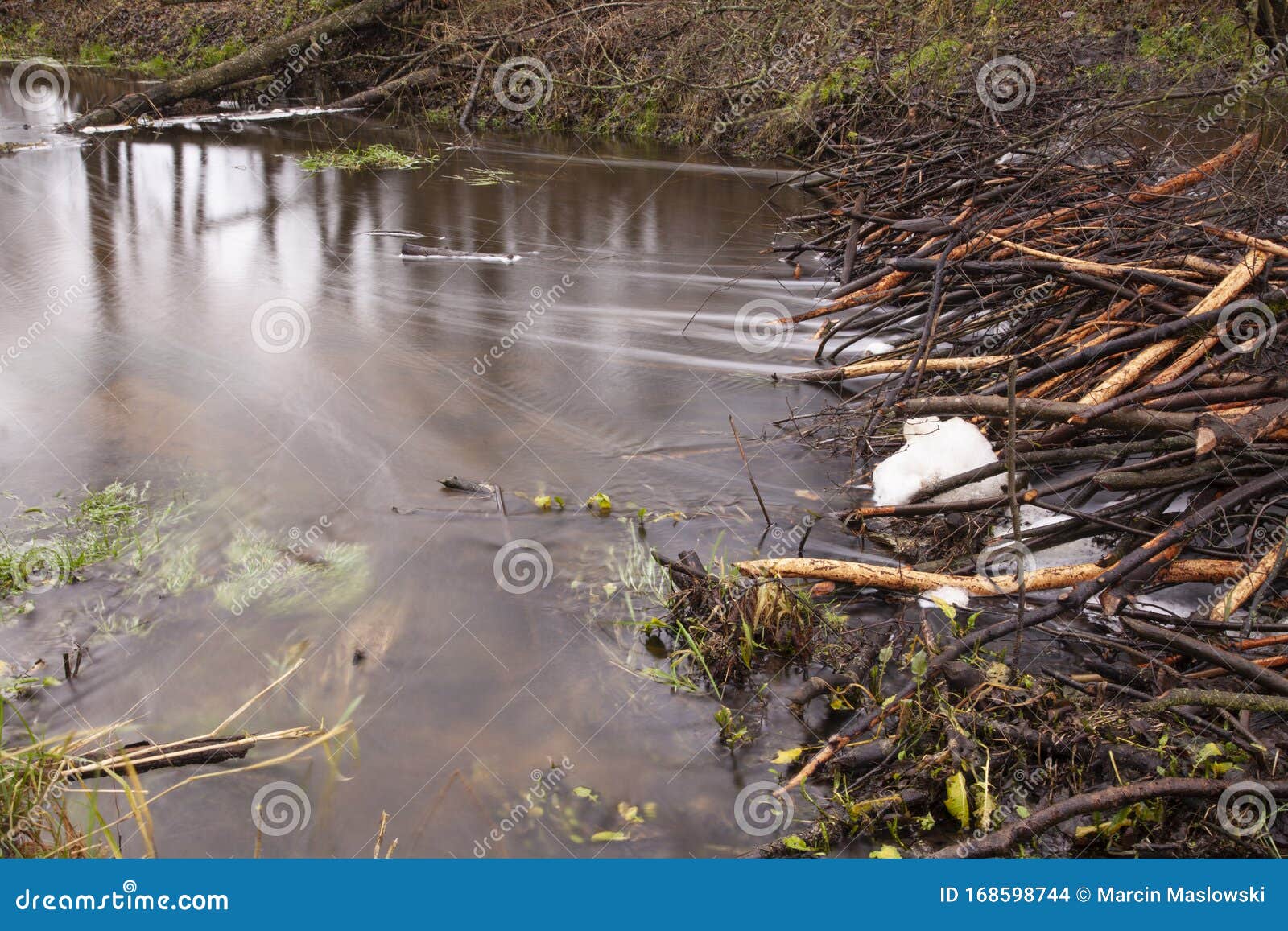 Trees Cut by Beavers, Intended for the Construction of a Beaver Dam on ...