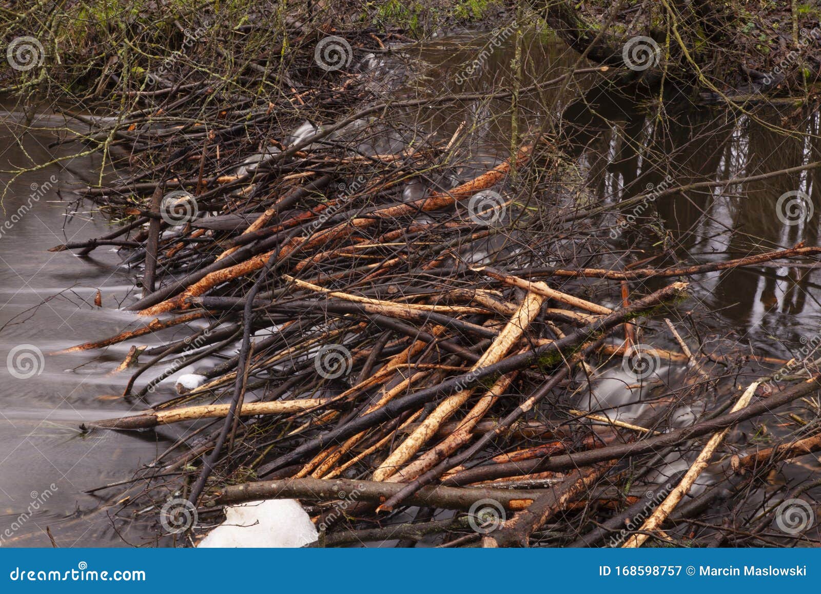 Trees Cut by Beavers, Intended for the Construction of a Beaver Dam on ...