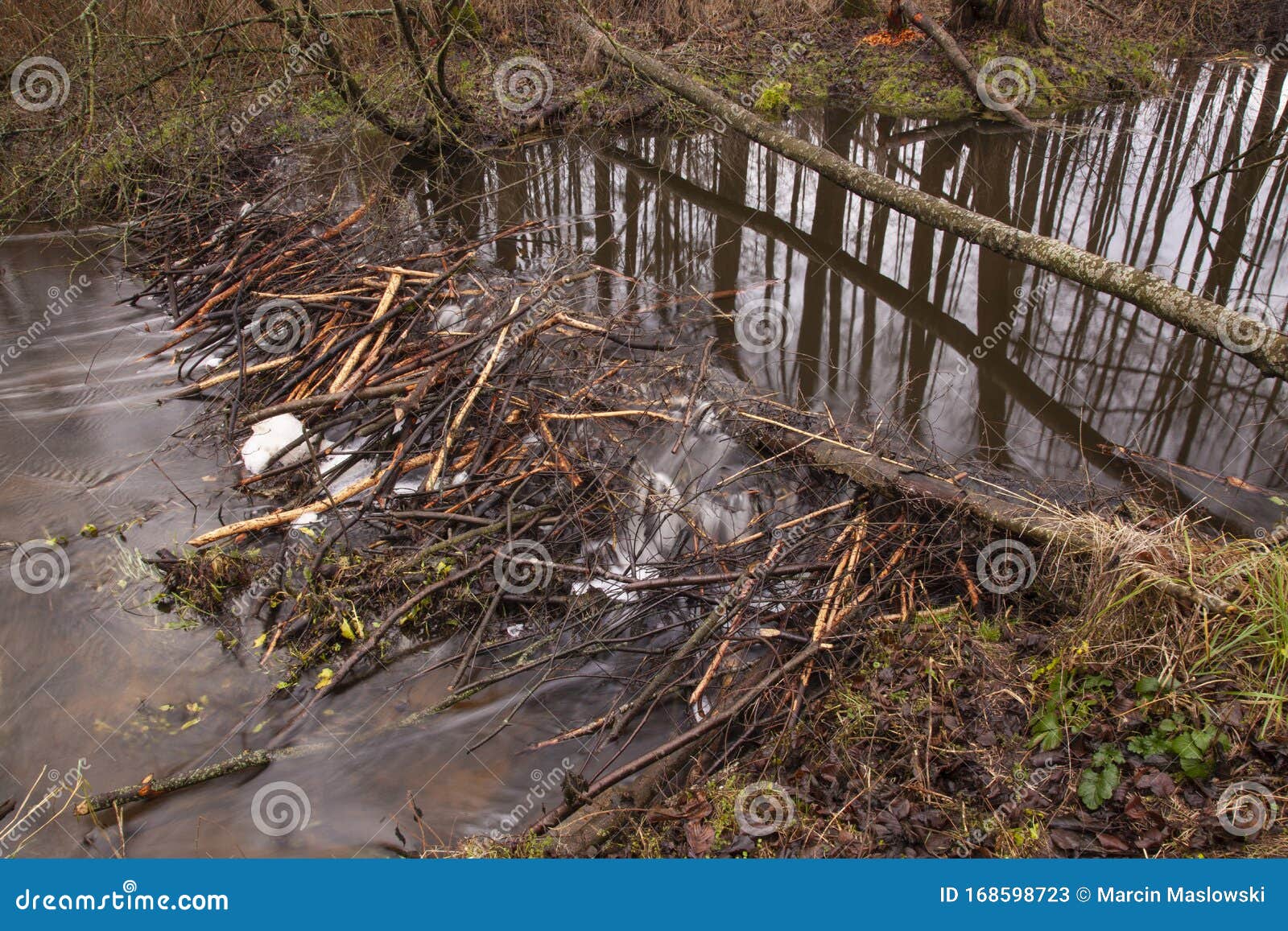 Trees Cut by Beavers, Intended for the Construction of a Beaver Dam on ...