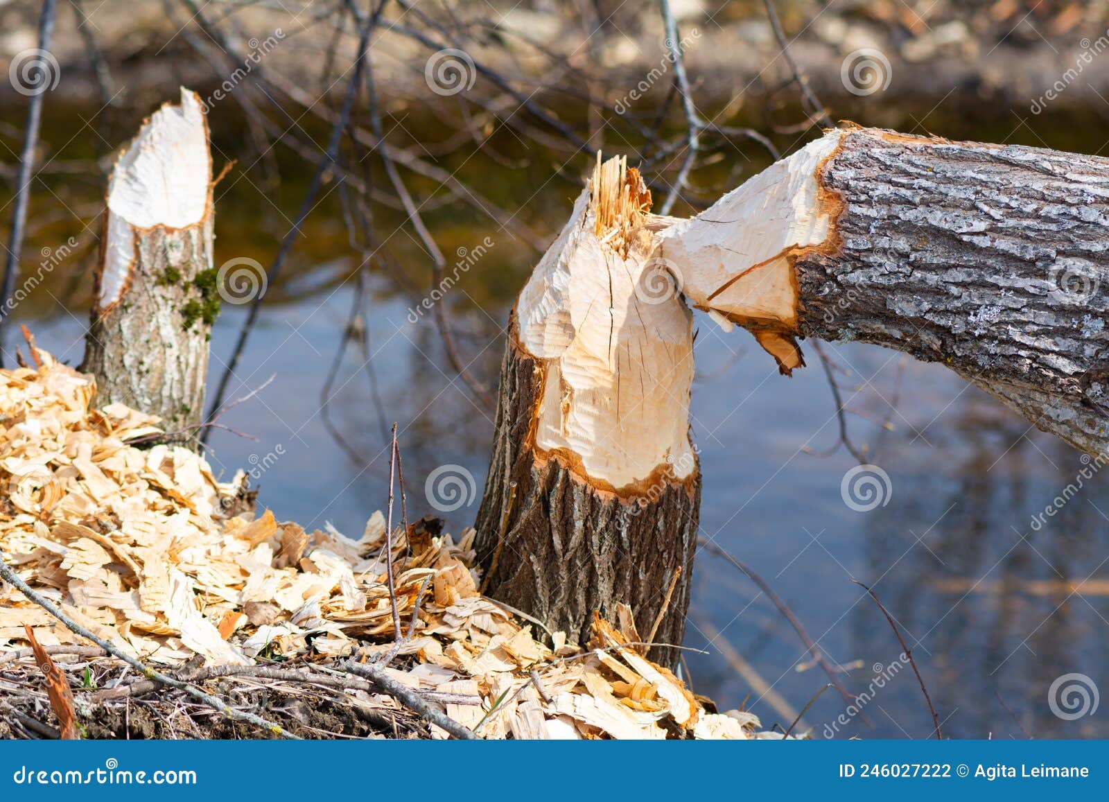 Trees Cut by Beavers, Teeth Marks on Trees . Damaged Trees Stock Photo ...